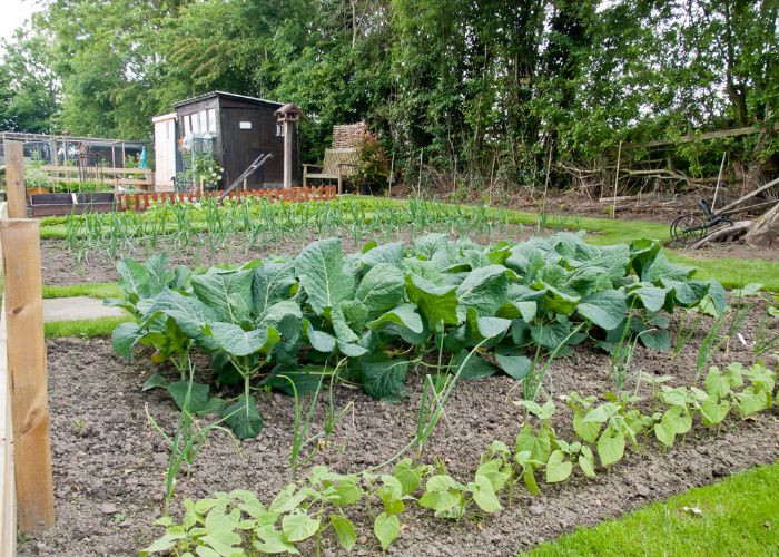 5 Types of Vegetable Netting To Use In Your Garden This Season | WM ...