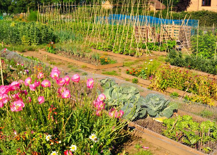 5 Types of Vegetable Netting To Use In Your Garden This Season | WM ...