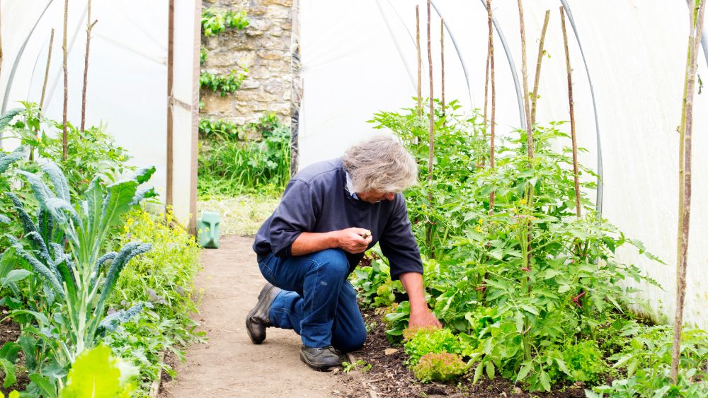 9 Creative Small Polytunnel Ideas for Your Garden | A Veg Gardeners ...
