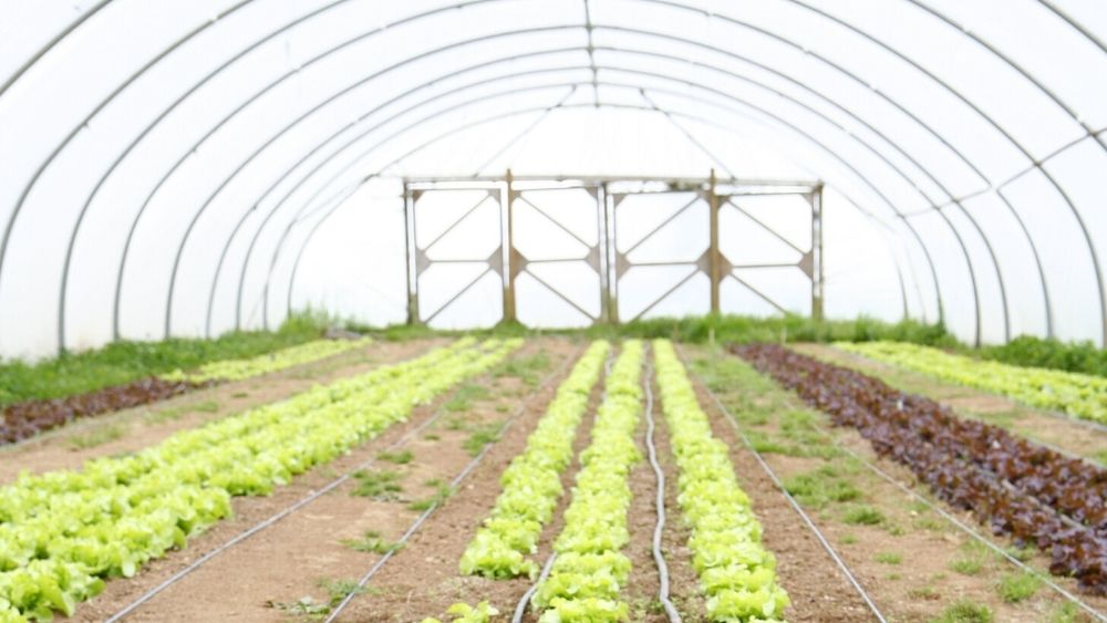 What To Grow In A Polytunnel: Top Crops To Grow | WM James & Co.